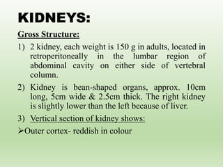 Unit- IX Excretory System.pptx