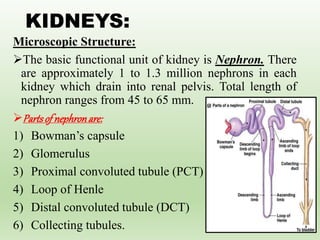 Unit- IX Excretory System.pptx