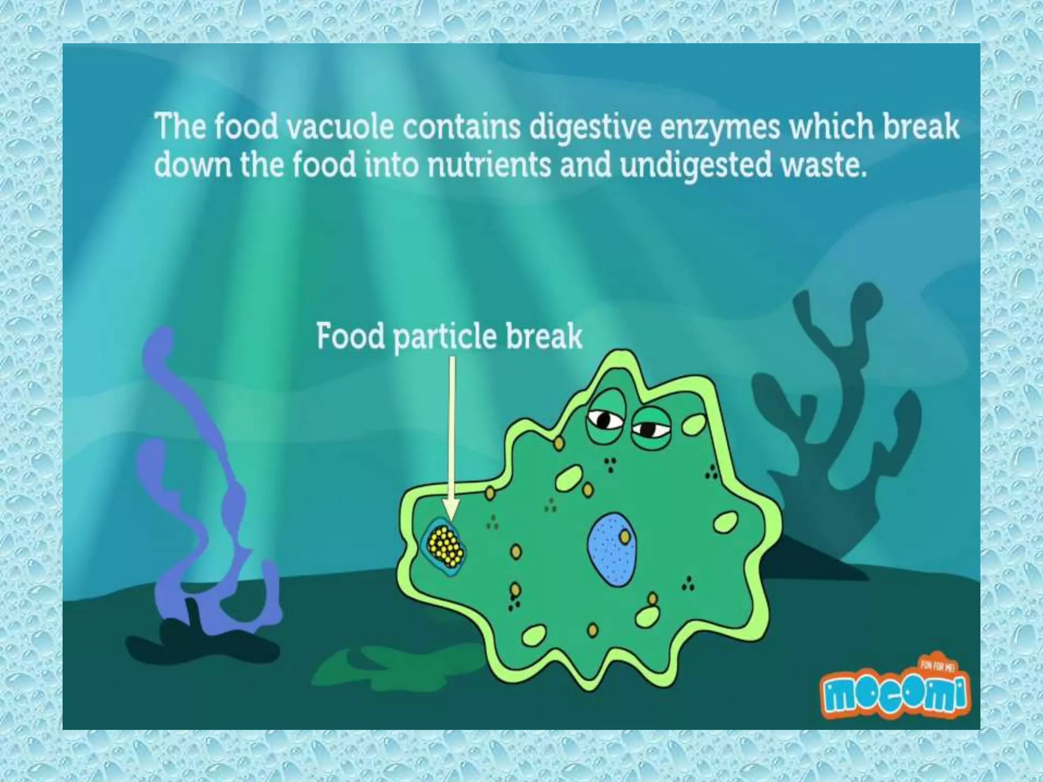 Unit the chemical changes of food-nutrition in amoeba | PPT