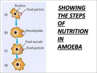 Unit the chemical changes of food-nutrition in amoeba | PPT