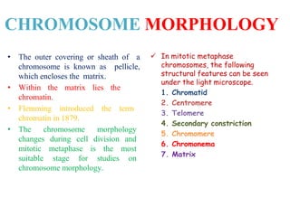 Unit v chromosome str & func | PPTX | Genetics | Science