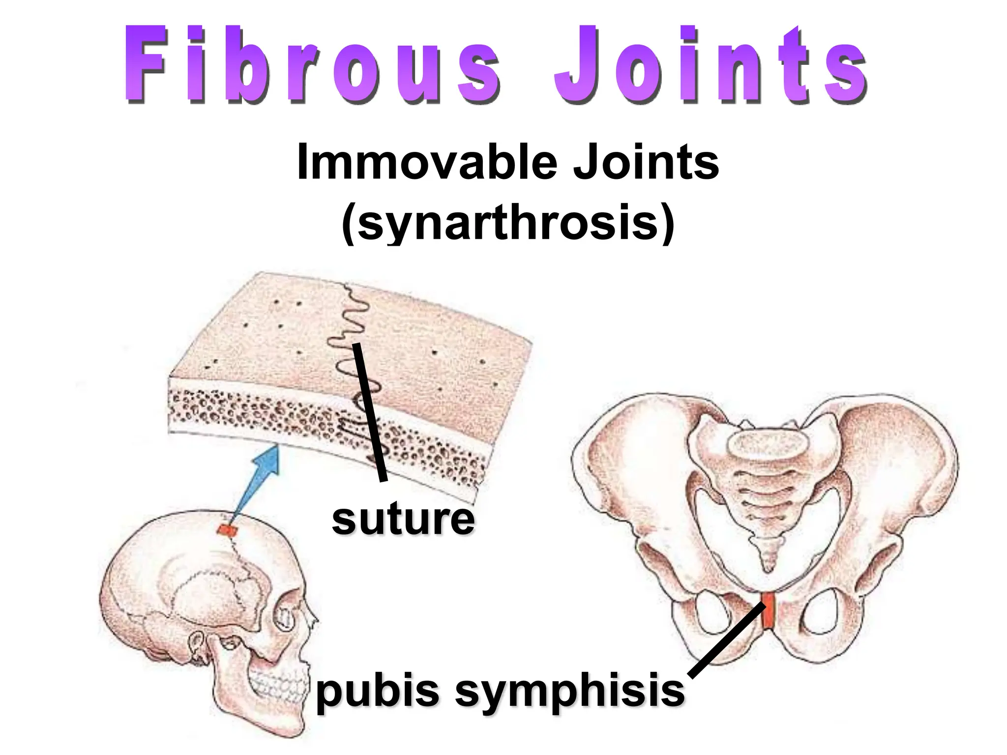 (Unit-V) Joints . PPTX for Bs nursing anatomy | PPTX | Death, Injury ...