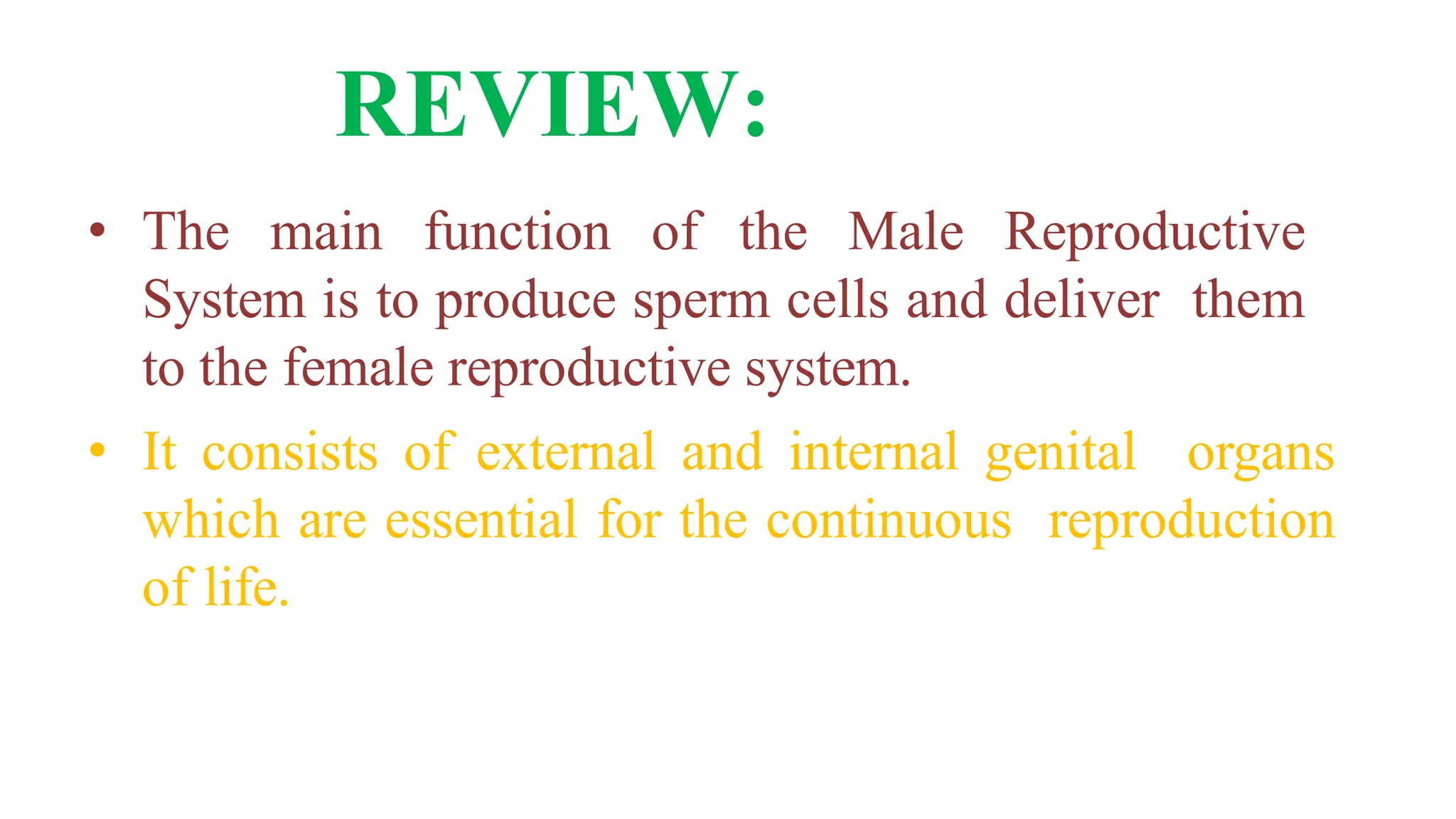Unit v male reproductive system | PPT