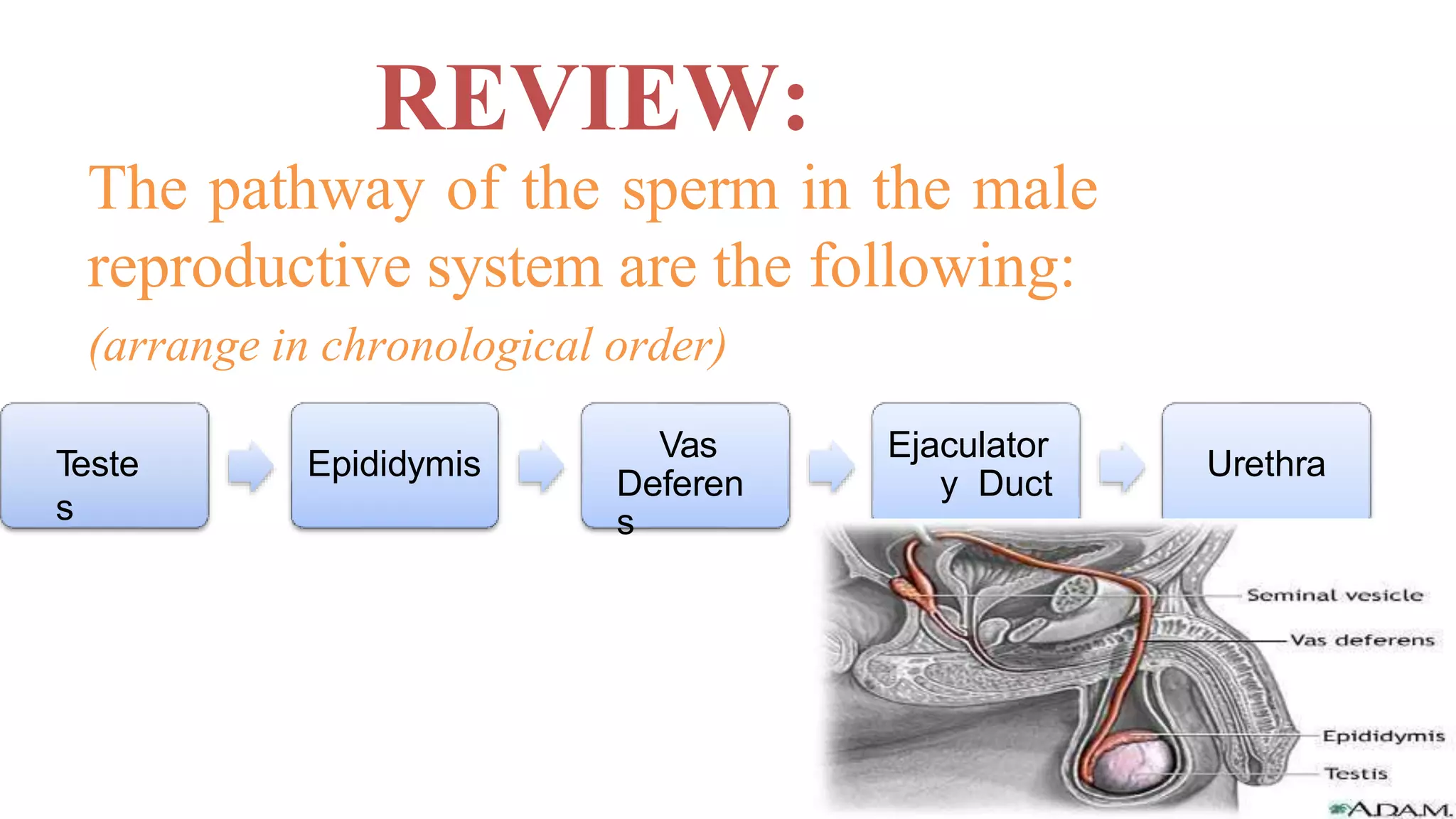Unit v male reproductive system | PPT