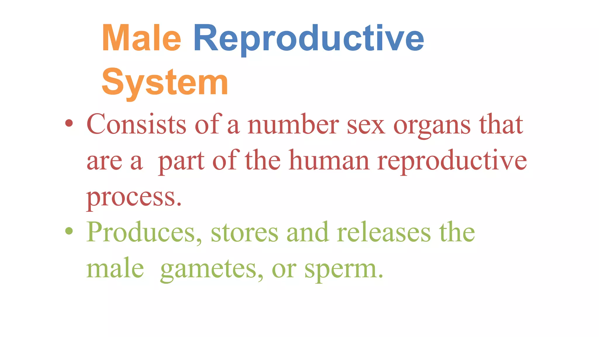 Unit v male reproductive system | PPT