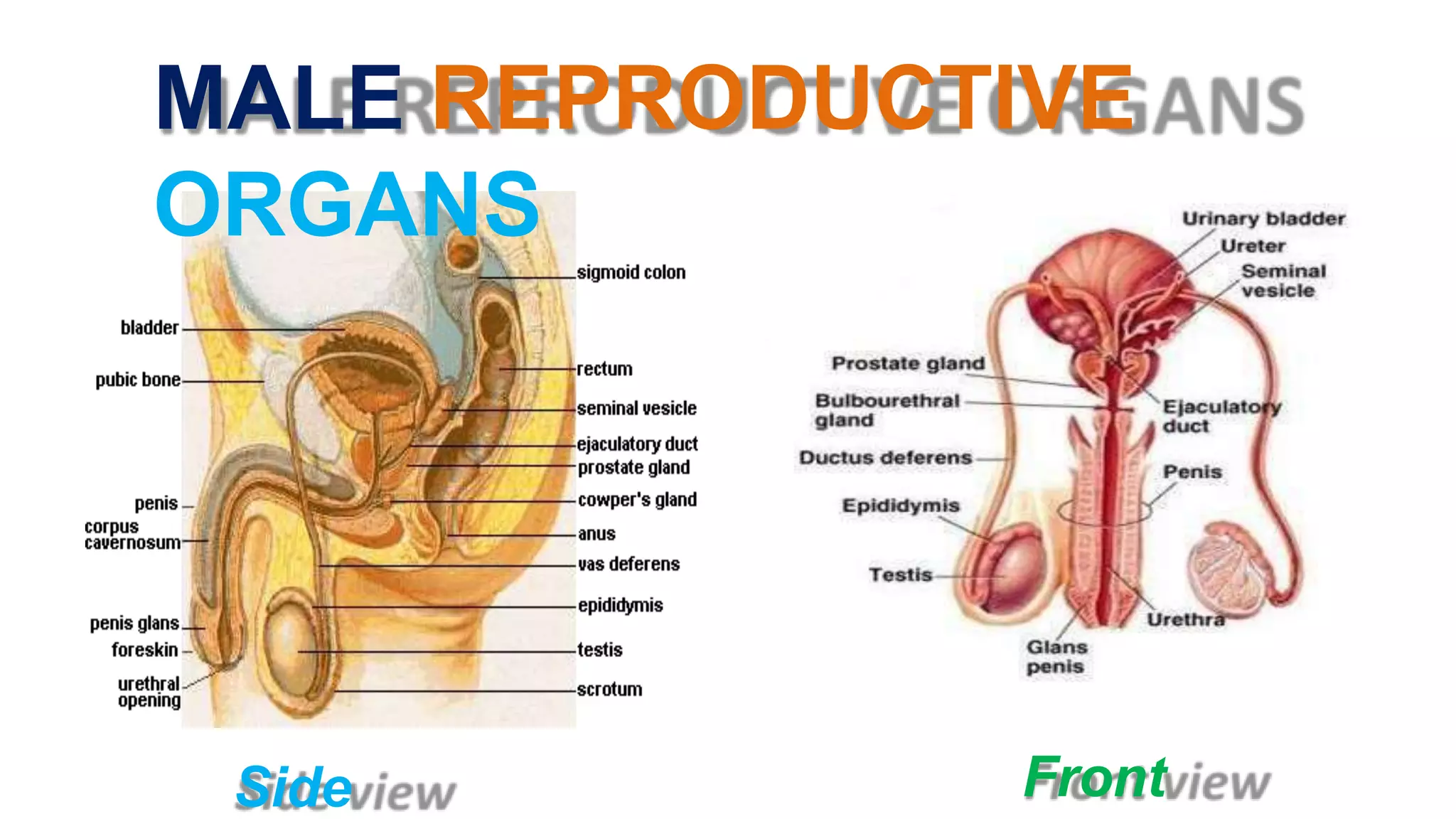 Unit v male reproductive system | PPT