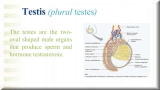 Unit v male reproductive system | PPT