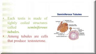 Unit v male reproductive system | PPTX
