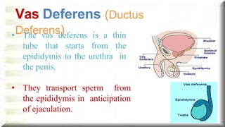 Unit v male reproductive system | PPT