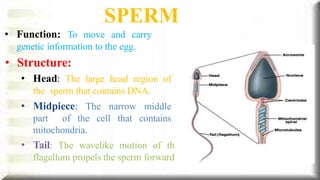 Unit v male reproductive system | PPT