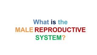 Unit v male reproductive system | PPT