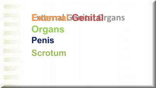 Unit v male reproductive system | PPTX