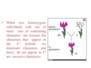 Unit v patterns ofinheritance mendelian inheritance | PPT