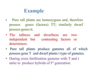 Unit v patterns ofinheritance mendelian inheritance | PPT