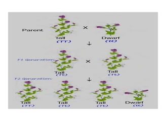 Unit v patterns ofinheritance mendelian inheritance | PPT