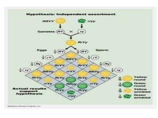 Unit v patterns ofinheritance mendelian inheritance | PPTX