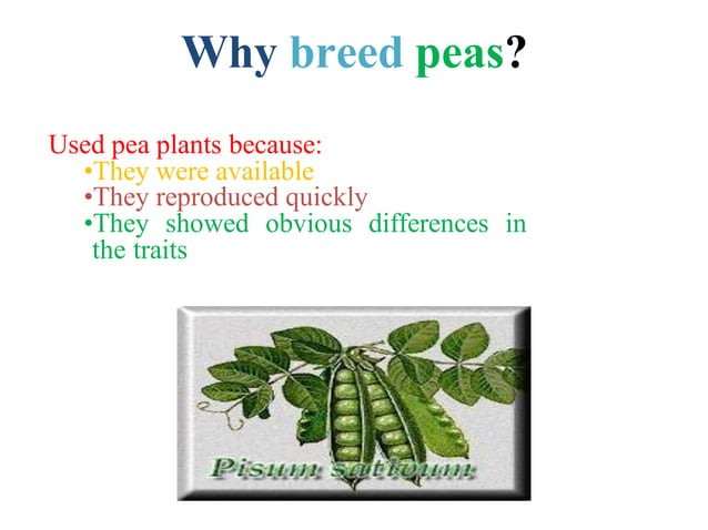 Unit v patterns ofinheritance mendelian inheritance | PPT