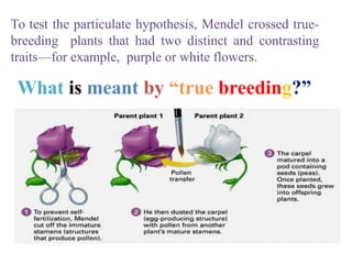 Unit v patterns ofinheritance mendelian inheritance | PPT