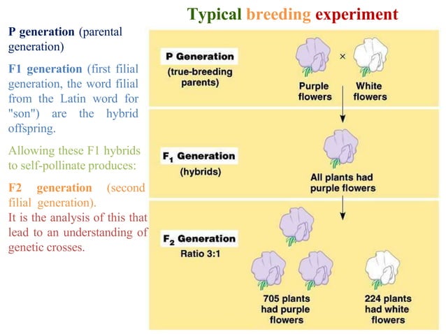 Unit v patterns ofinheritance mendelian inheritance | PPT
