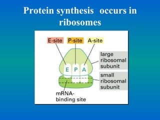 Unit v protein synthesis | PPTX