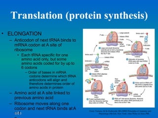 Unit v protein synthesis | PPTX