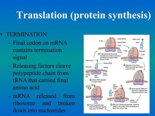 Unit v protein synthesis | PPT