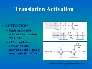 Unit v protein synthesis | PPT