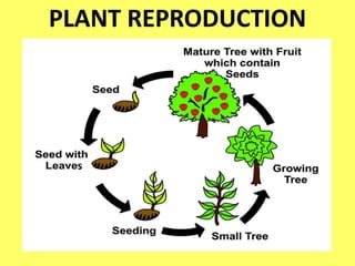 Unit 01 part 02 characteristics of livinng things | PPT