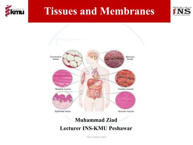 Unit # 03 Part B Tissues & Membranes Insta . husain.z.kmu.pptx | Biological Sciences | Science