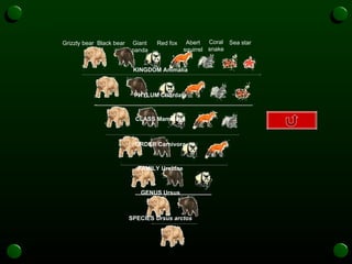 Unit 08 animal diversity | PPT