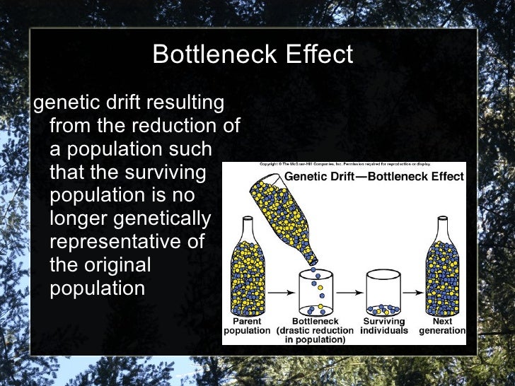 Bottleneck Effect Definition Example Video Lesson