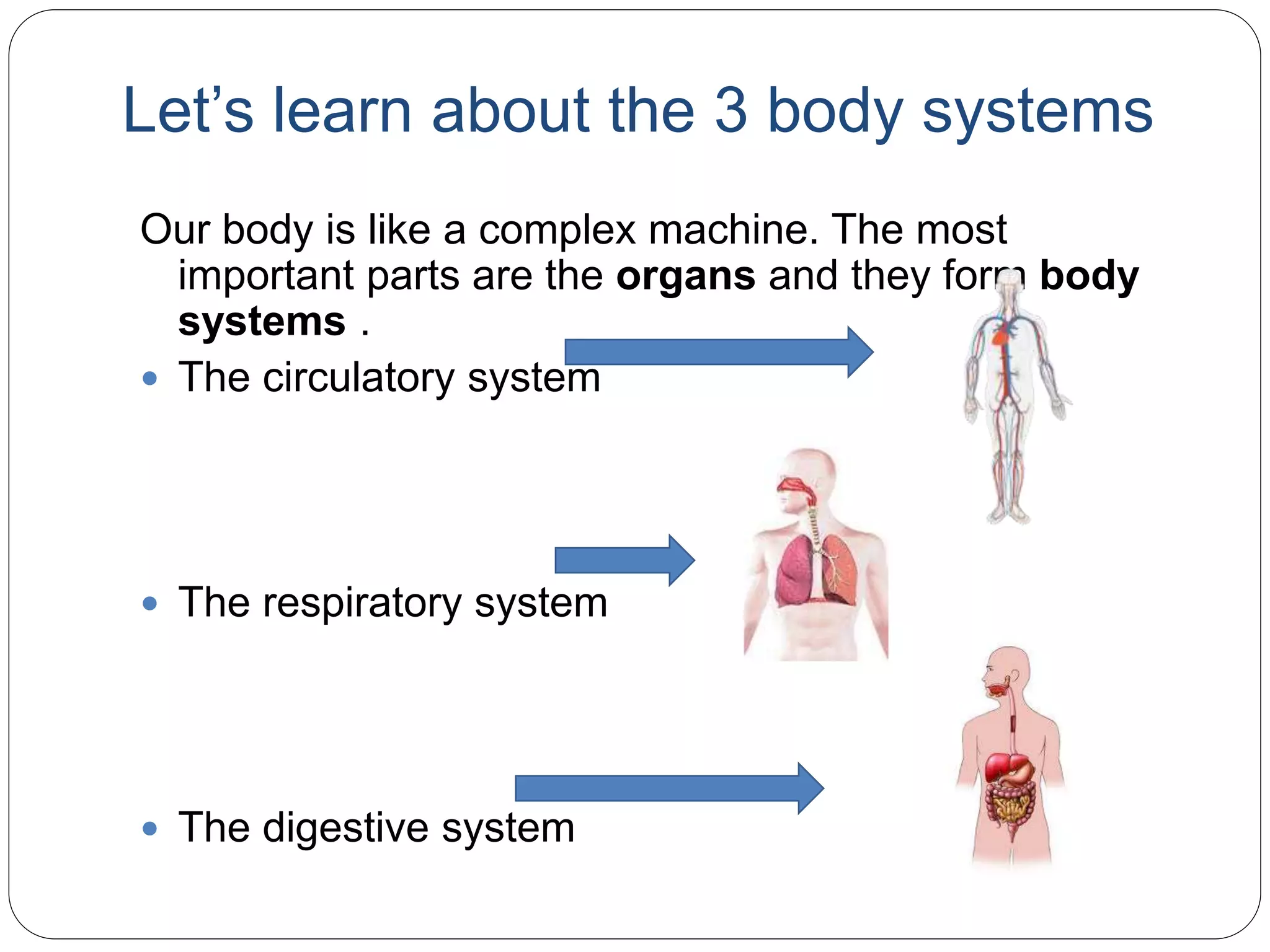 The human body. Circulatory system, respiratory system and digestive ...