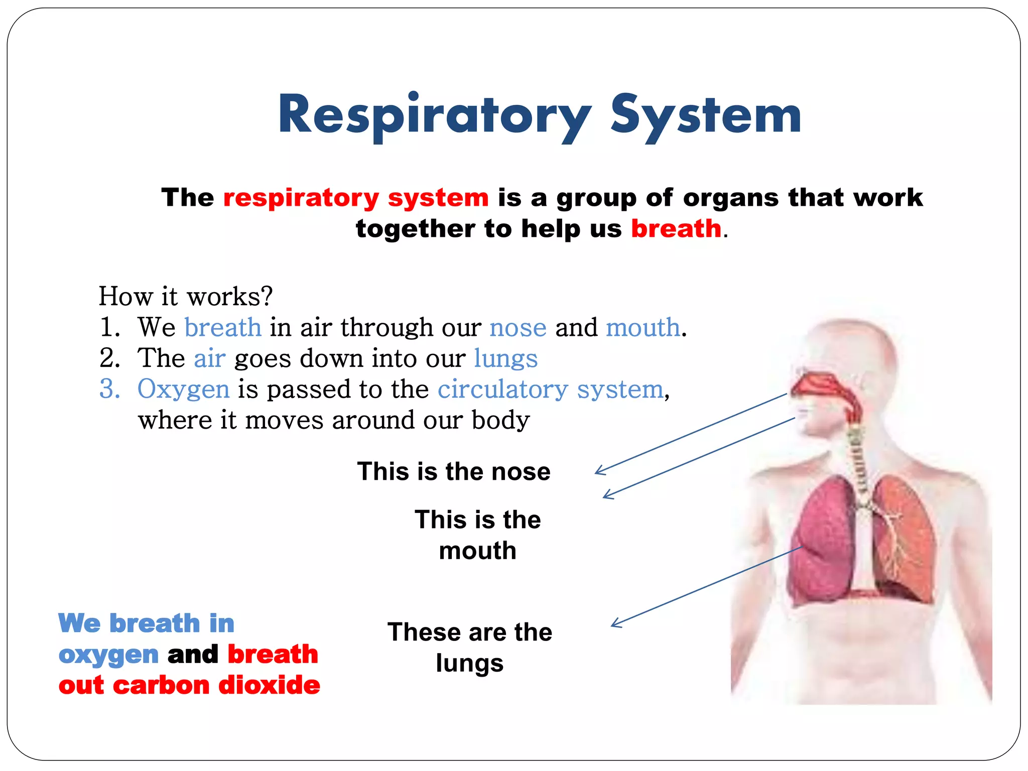 The human body. Circulatory system, respiratory system and digestive ...