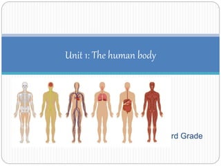 The human body. Circulatory system, respiratory system and digestive ...