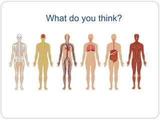 The human body. Circulatory system, respiratory system and digestive ...