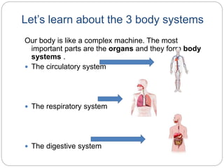 The human body. Circulatory system, respiratory system and digestive ...