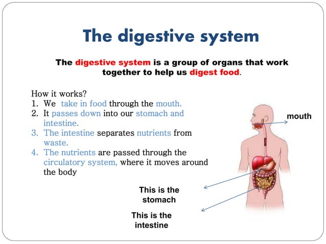 The human body. Circulatory system, respiratory system and digestive ...