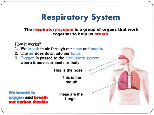 How Does The Respiratory System Work With The Digestive System How How Does The Respiratory System Work With The Digestive System How