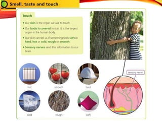 Unit 1. human body 3primaria | PPT