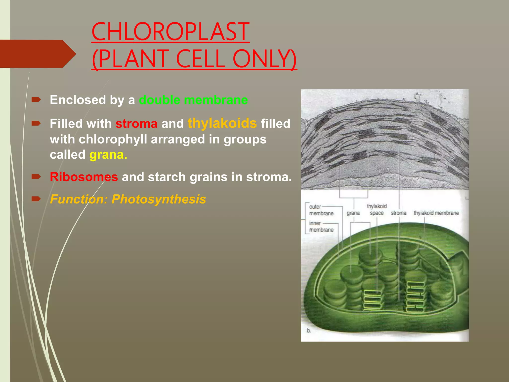 Unit 1 | PPTX | Biological Sciences | Science
