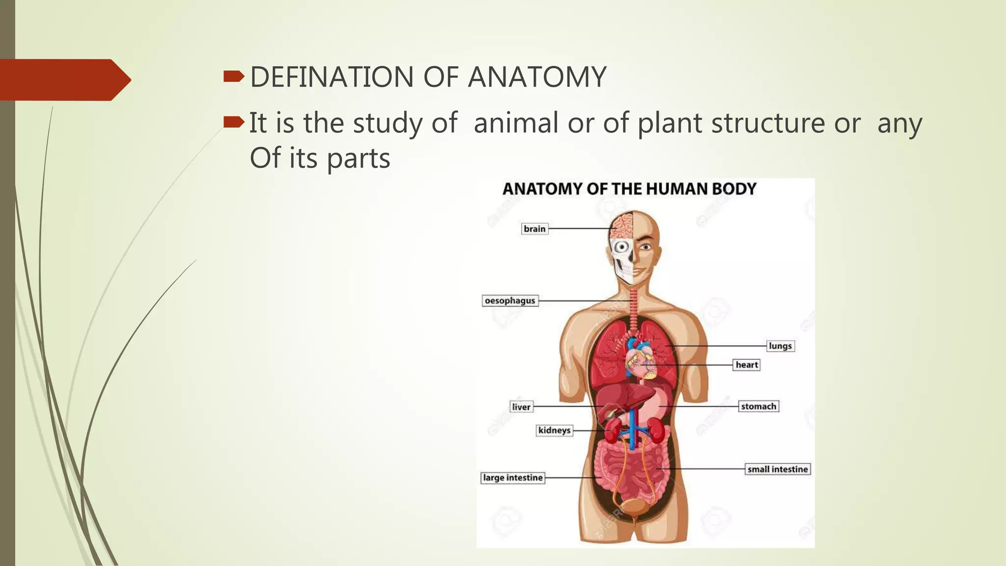 Introduction of Human Body | PPTX