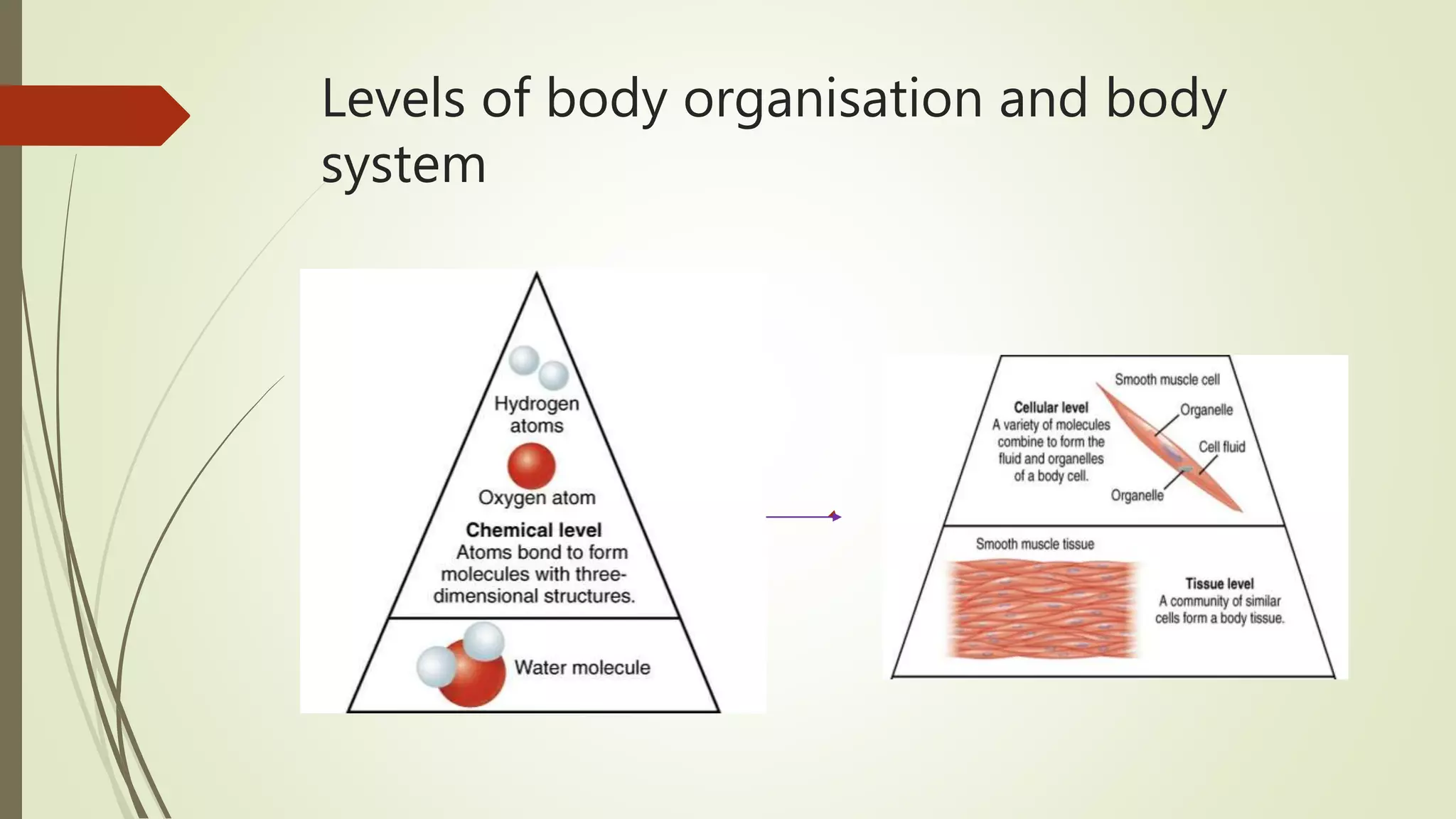 Introduction of Human Body | PPTX