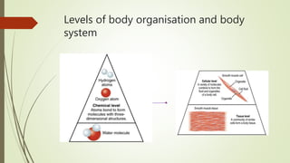 Introduction of Human Body | PPTX