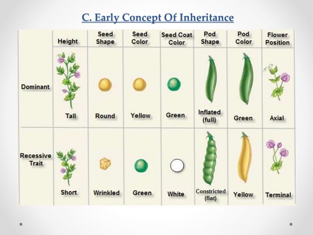 Unit 1.1.a. principle of genetics defintion and history- early concepts of inheritance | PPT