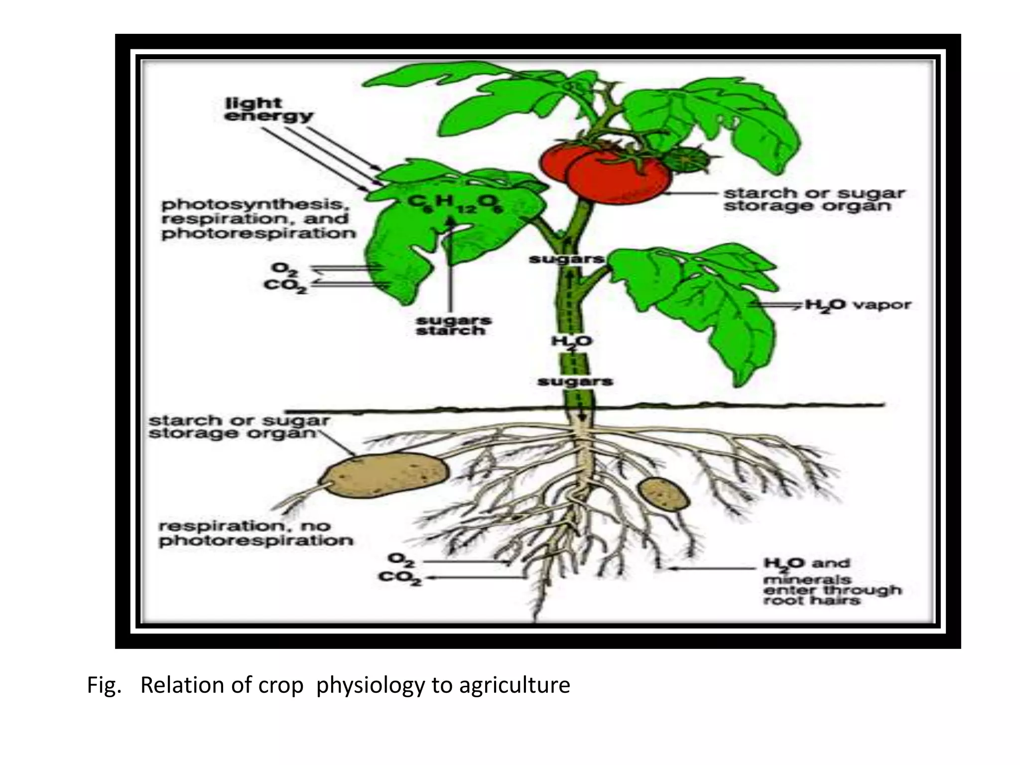 Introduction of Agronomy | PPTX