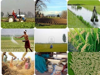 Introduction of Agronomy | PPTX