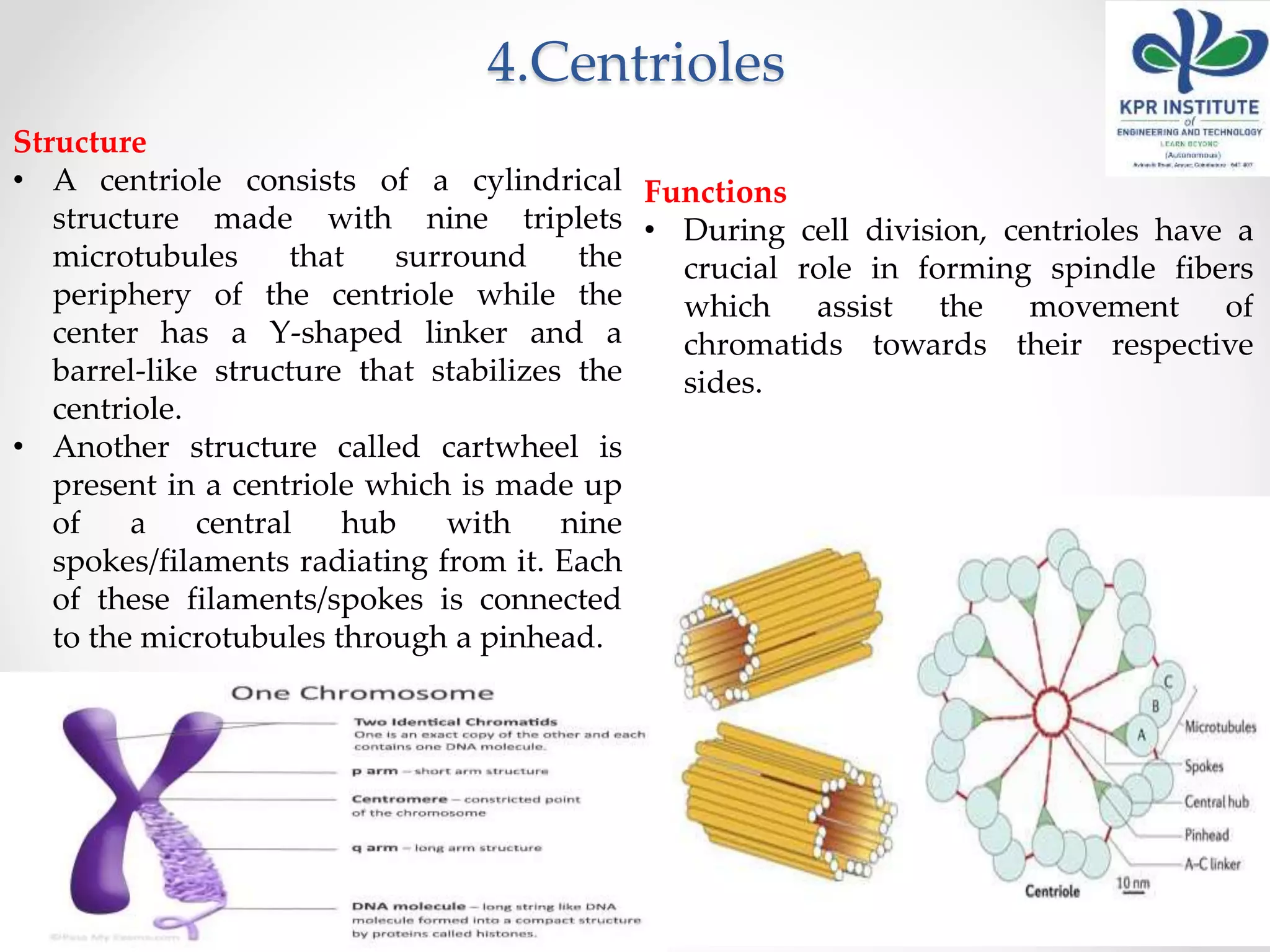 Human Anatomy & Physiology _ Lecture Notes _1 | PPTX