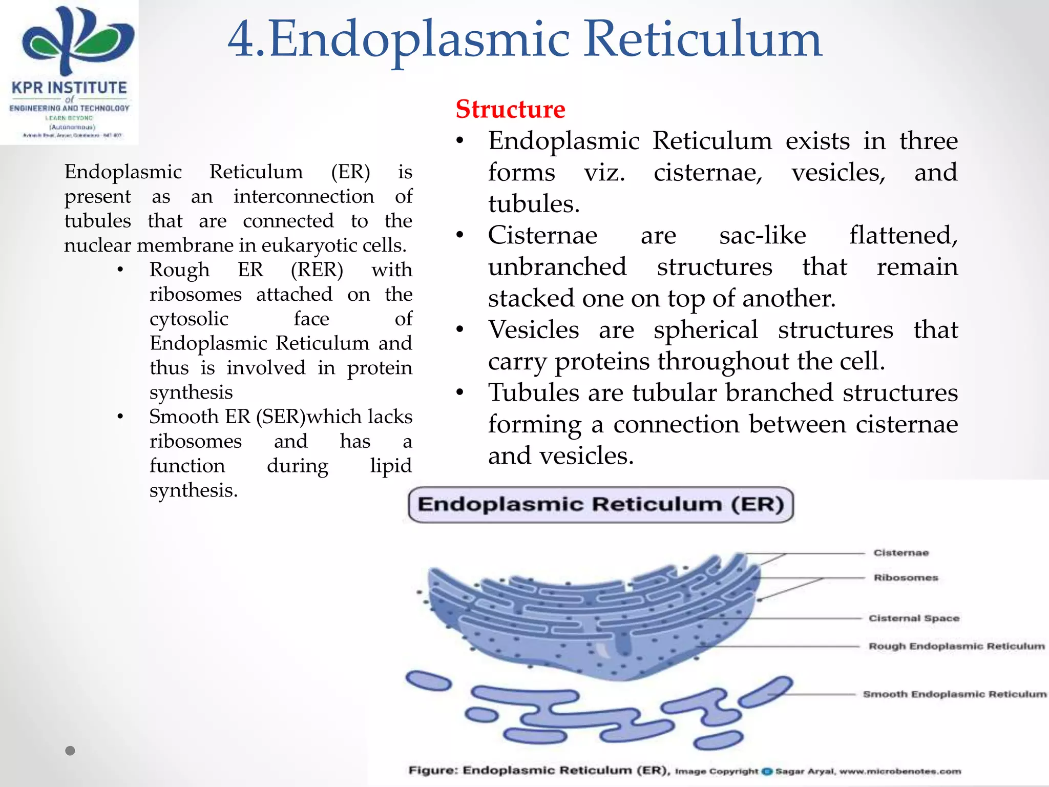 Human Anatomy & Physiology _ Lecture Notes _1 | PPTX