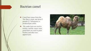 classification of textile fibre | PPTX