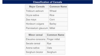 Cereals, pulses and oilseeds technology - Copy.pptx